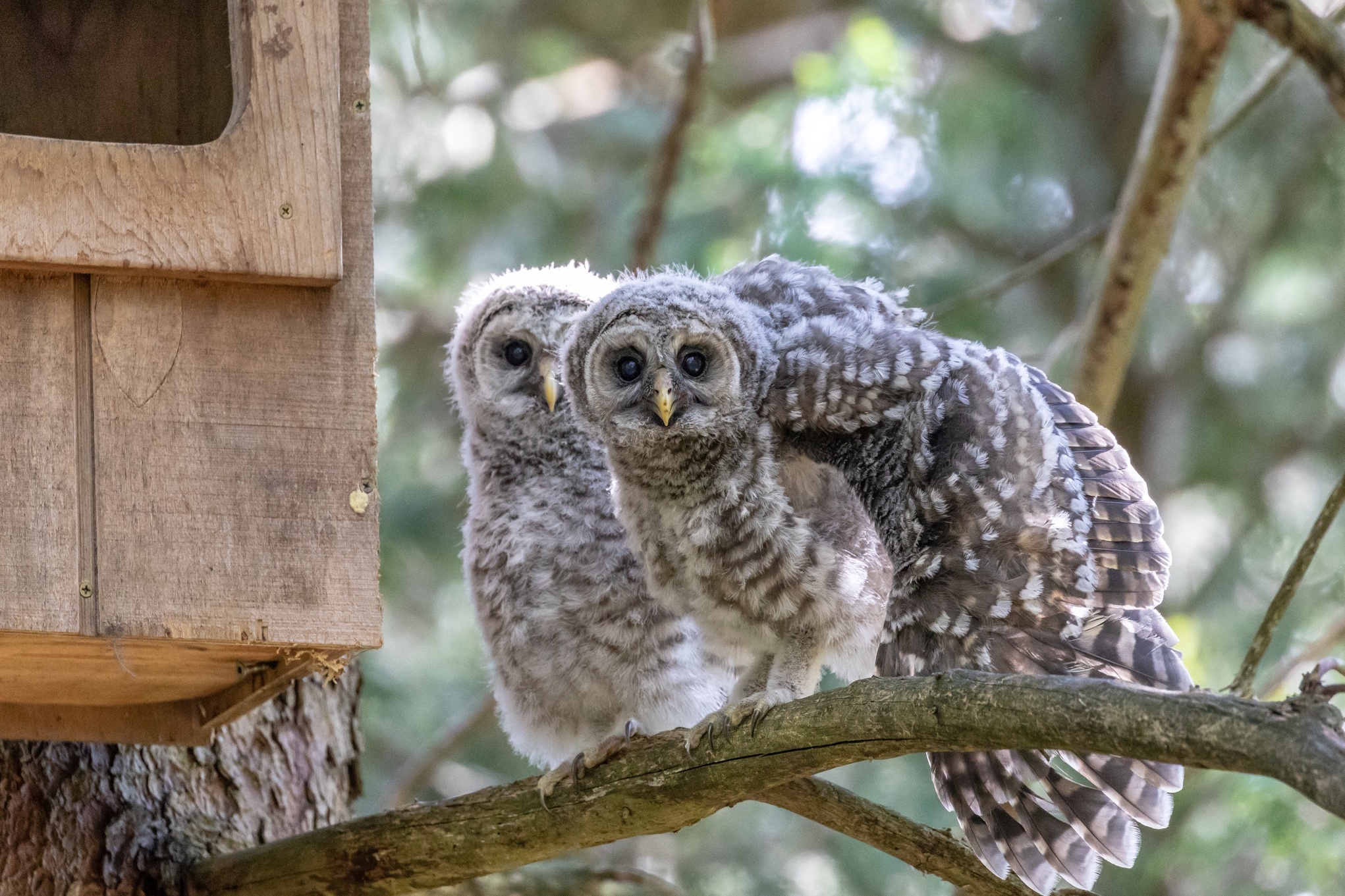 Nesting Habits of Great Horned and Barred Owls | The Old Farmer's Almanac